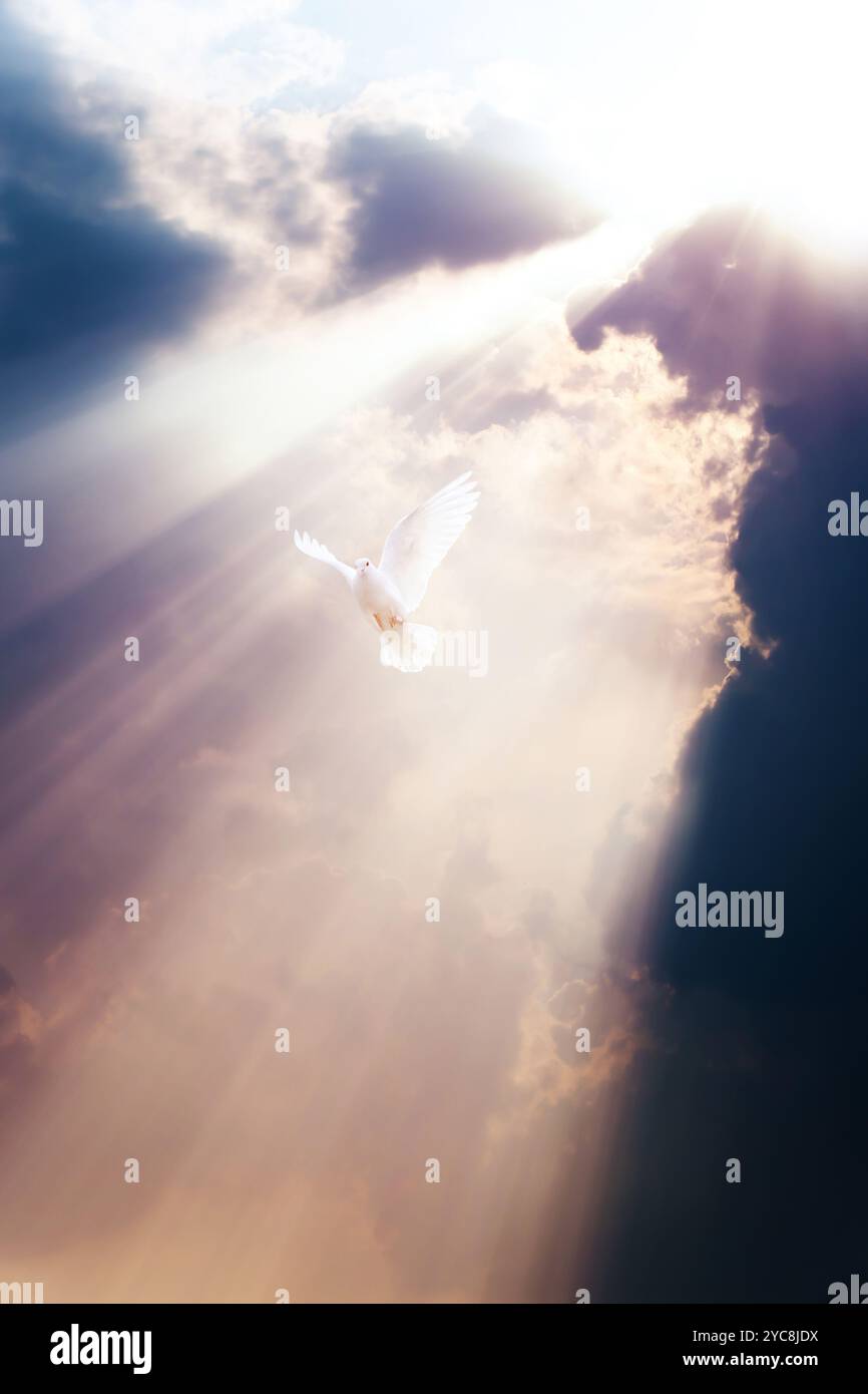 A white dove flying between brightly lit sky and clouds, symbolizing ...