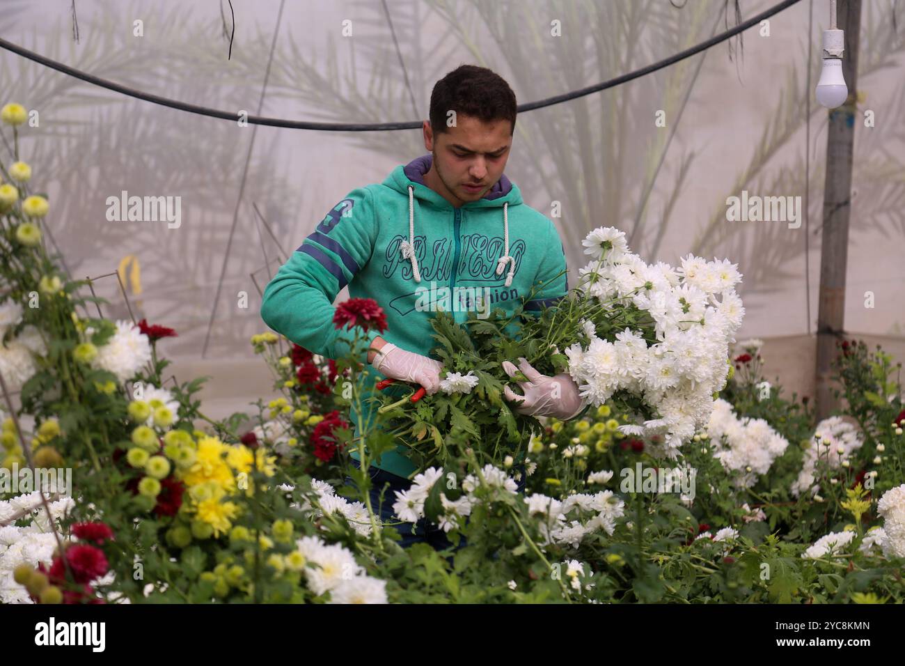 Gaza, Palestine. 19 February 2020. A large numbers of flowers are ...