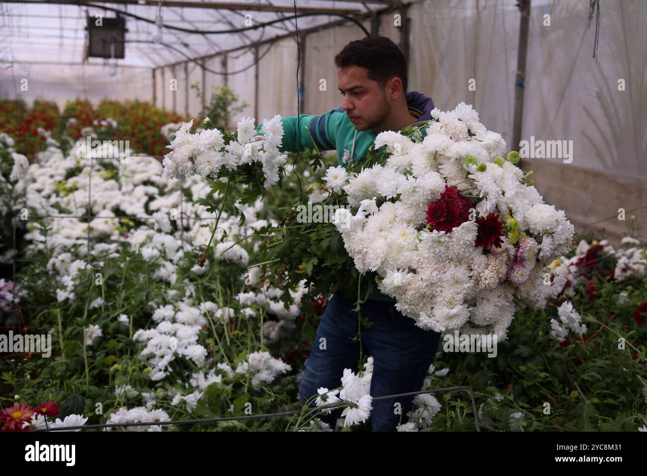 Gaza, Palestine. 19 February 2020. A large numbers of flowers are ...