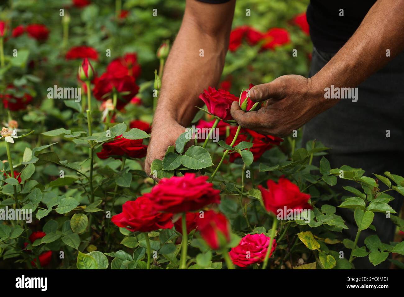 Gaza, Palestine. 19 February 2020. A large numbers of flowers are ...