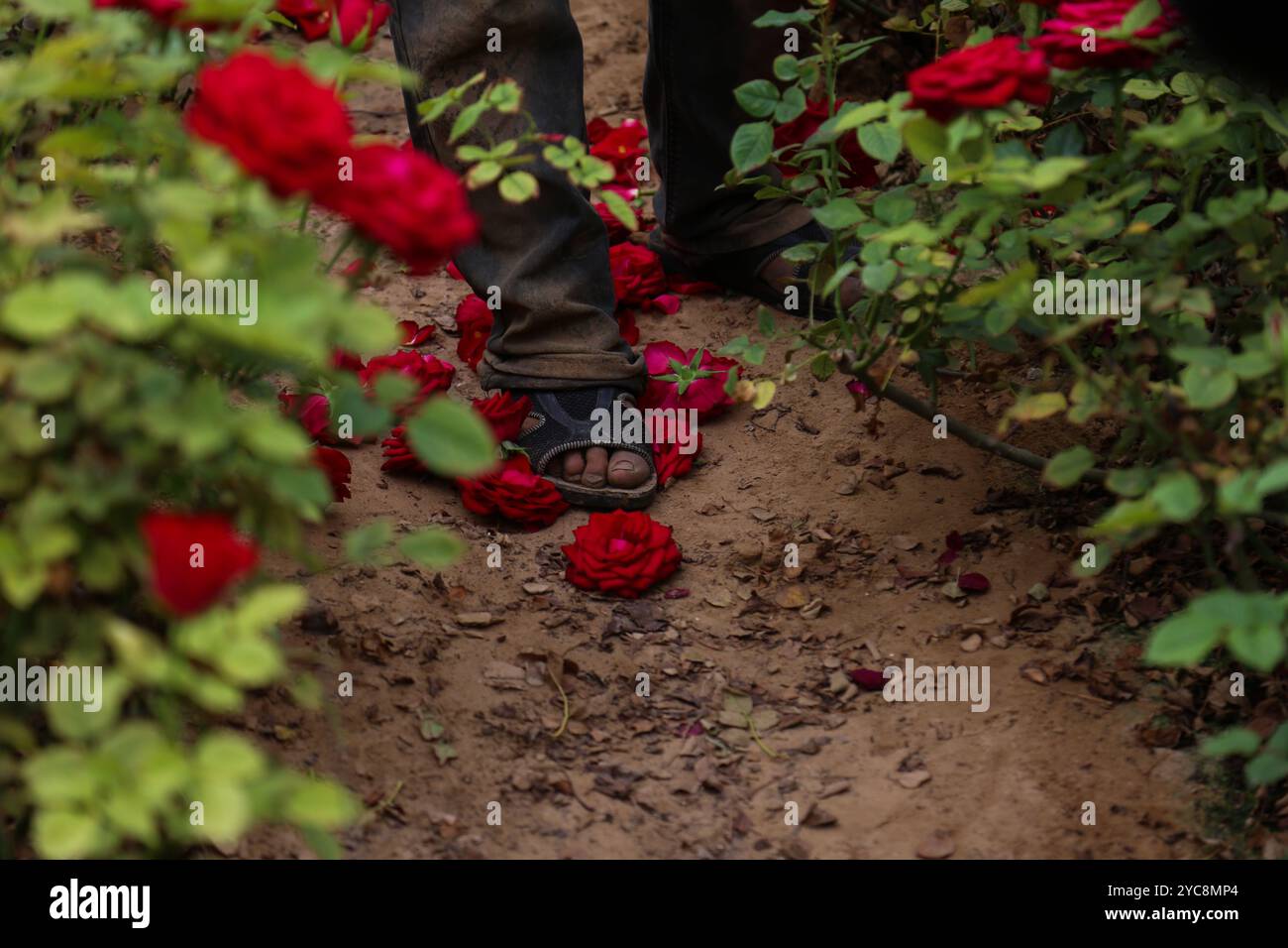 Gaza, Palestine. 19 February 2020. A large numbers of flowers are ...