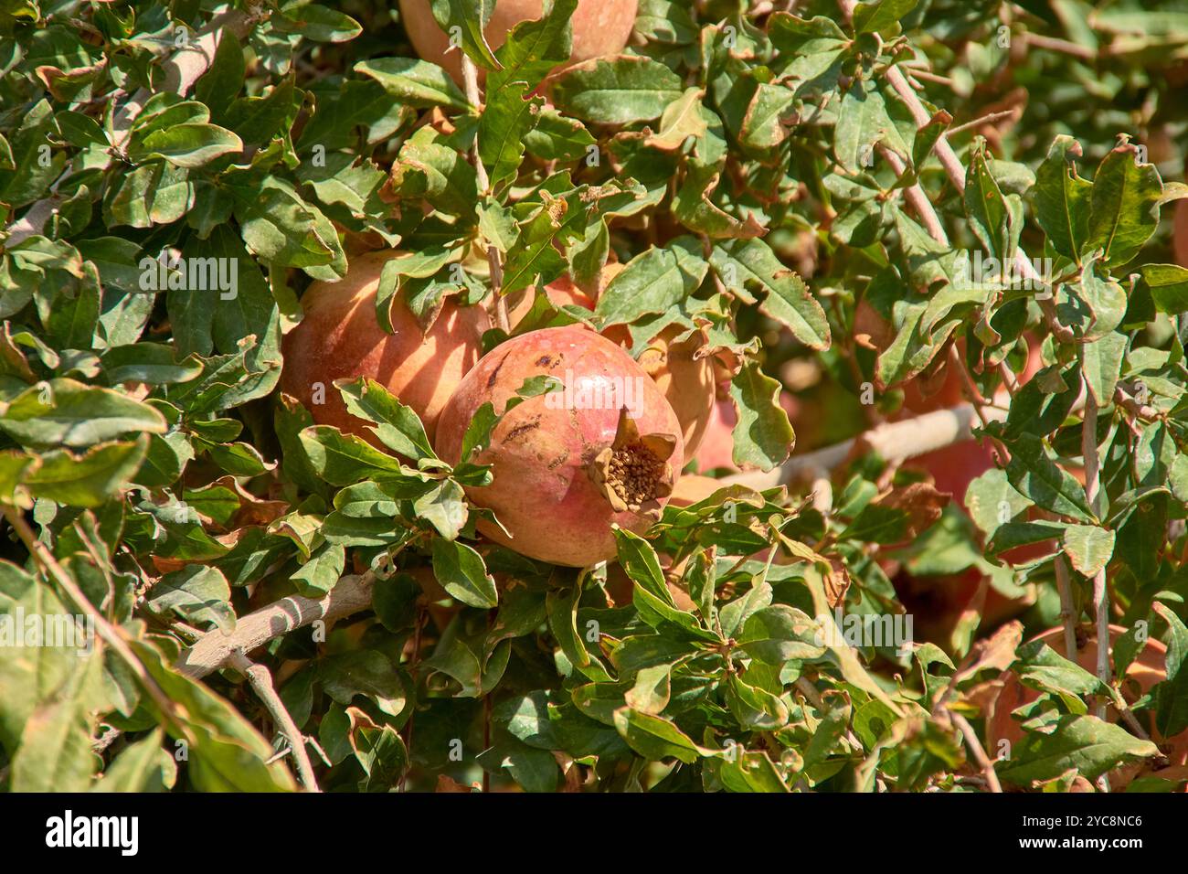 A pomegranate tree full of ripe fruit in the historic city of Khiva ...
