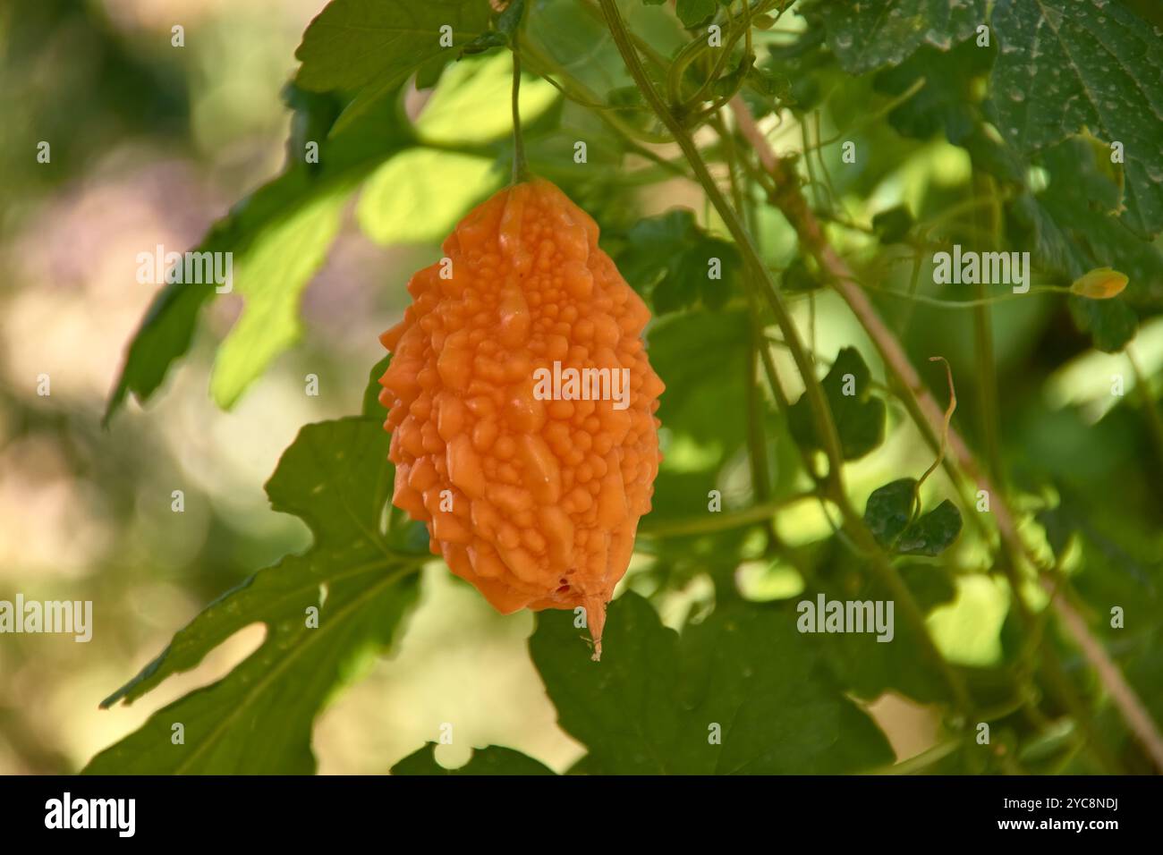 the ripe orange fruit of Momordica charantia, also known as Indian ...
