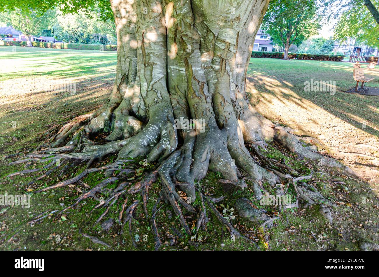 Surface roots of a large tree Stock Photo - Alamy