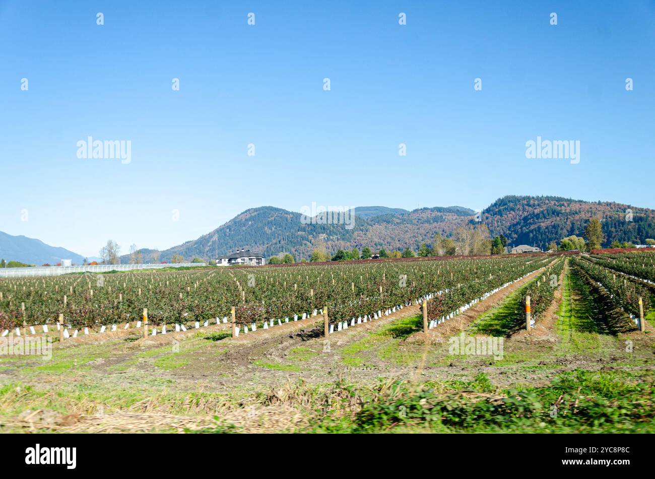 Autumn colors of he Agricultural farms in the Fraser Valley, BC, Canada ...