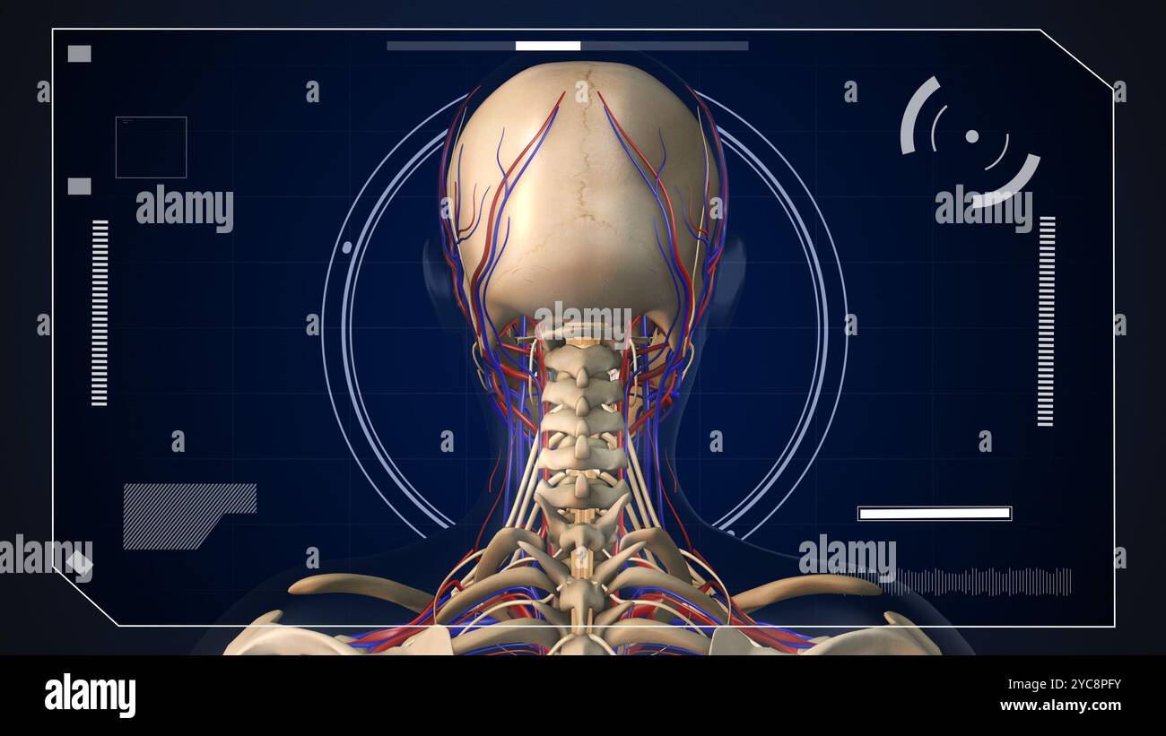 Virtual anatomy hi-res stock photography and images - Alamy