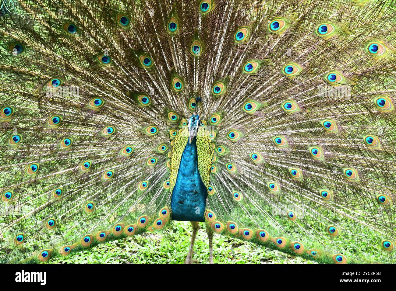 peacock displaying its plumage Stock Photo - Alamy