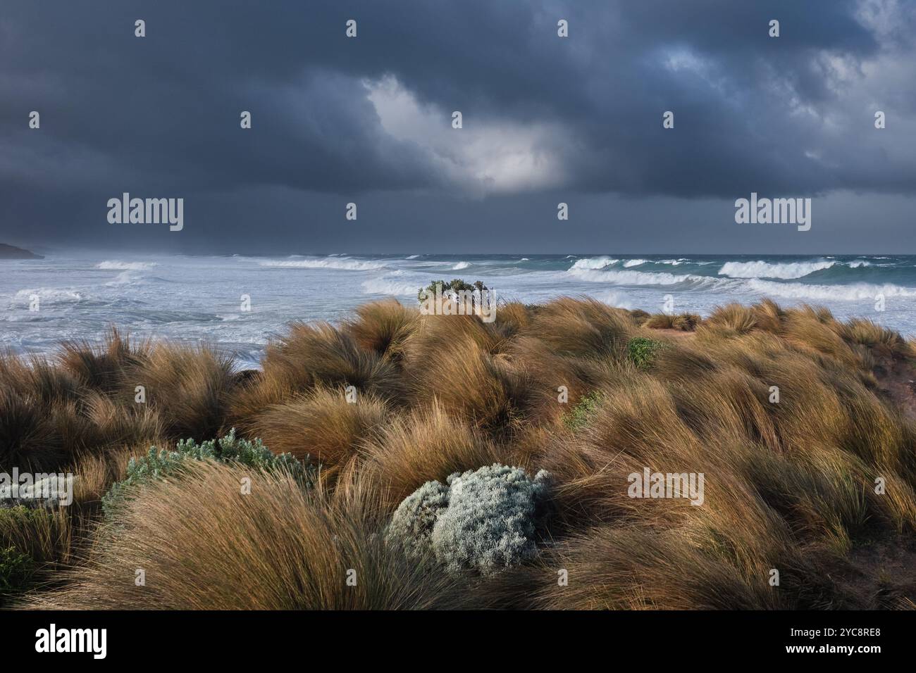 Wild and Woolly Stock Photo - Alamy
