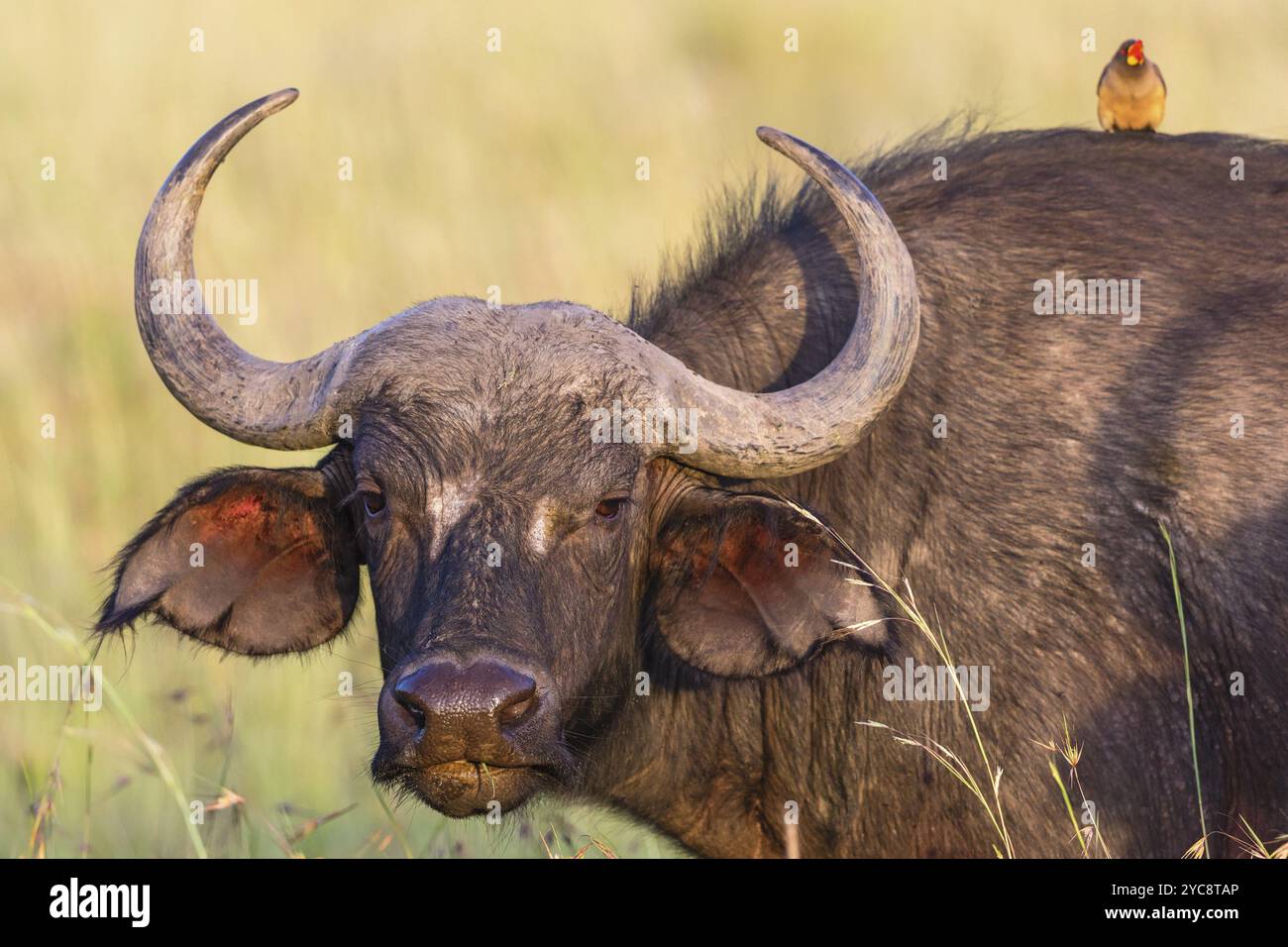 Oxpecker on back of cape buffalo hi-res stock photography and images ...