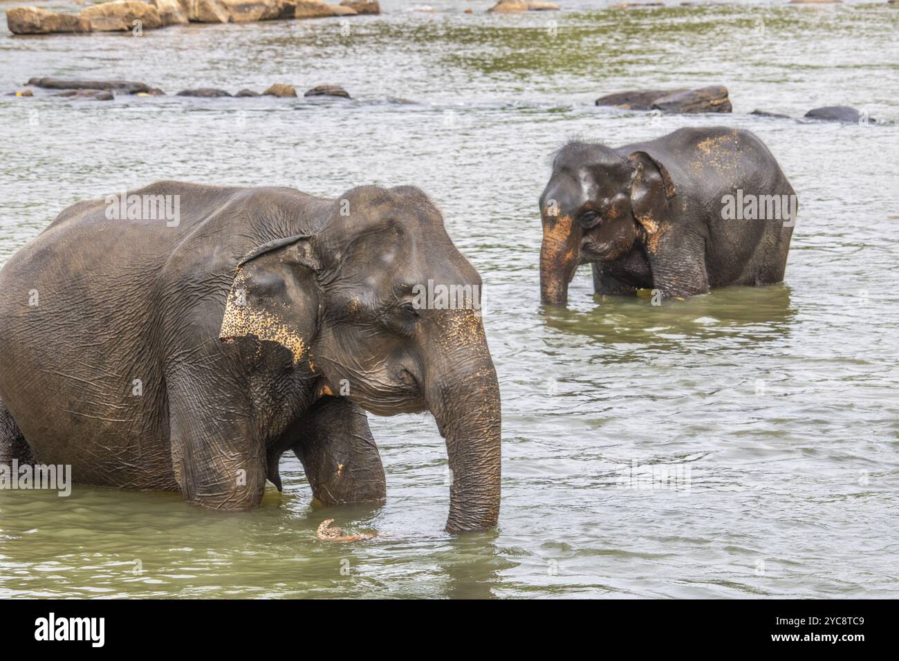 Dry subtropical landscape on an island. A family of elephants seeks to ...