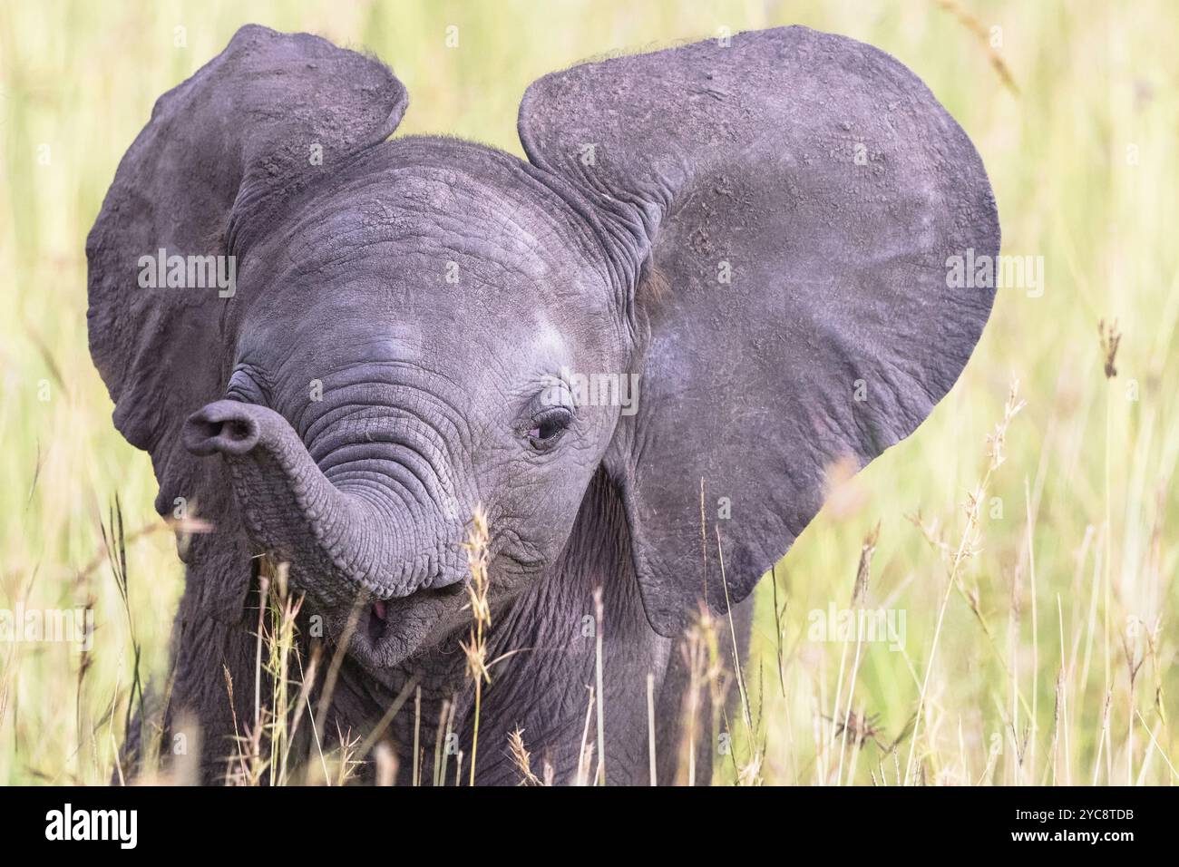Portrait of an elephant calf in the grass Stock Photo - Alamy