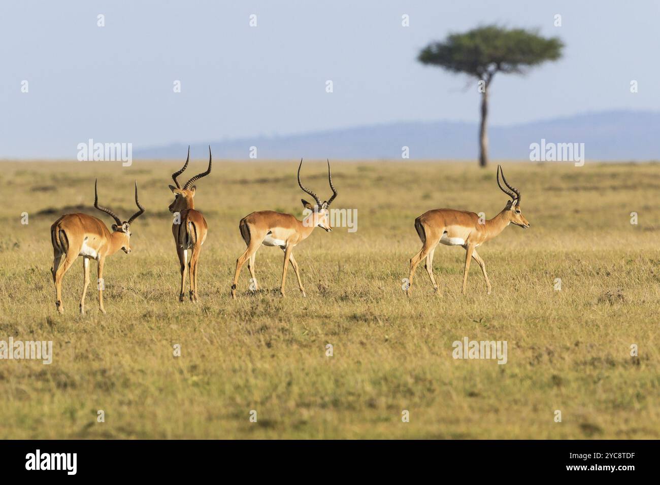 Adult impala ram hi-res stock photography and images - Alamy