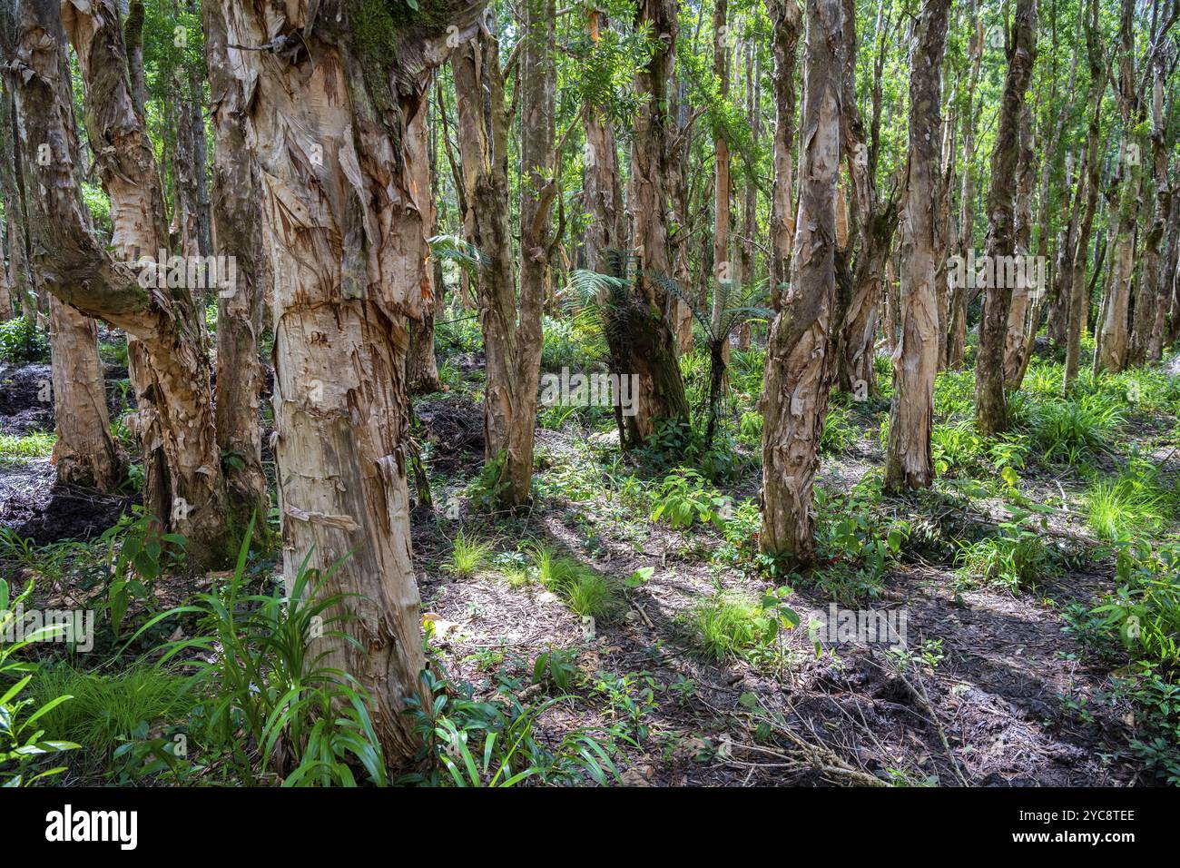 Paper Bark tree, Paper bark tree (Melaleuca quinquenervia), Black River ...