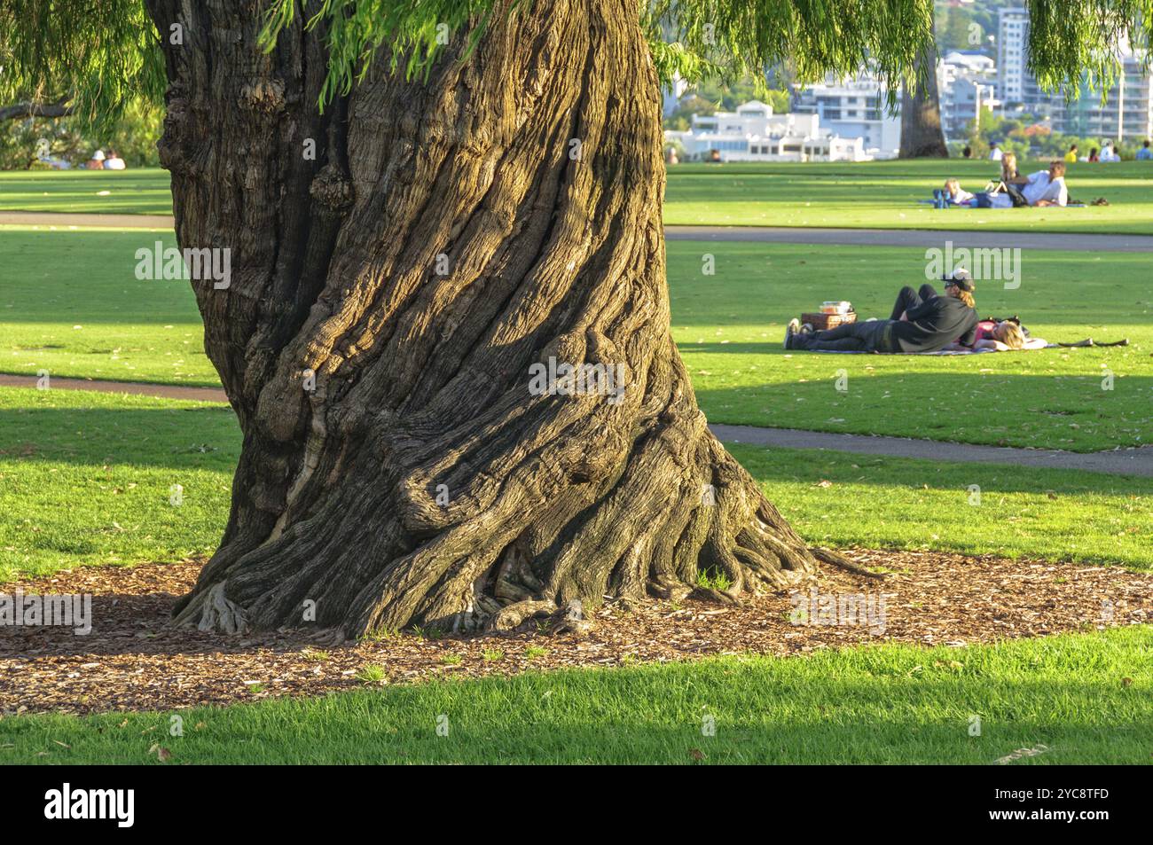 Perth trees hi-res stock photography and images - Alamy
