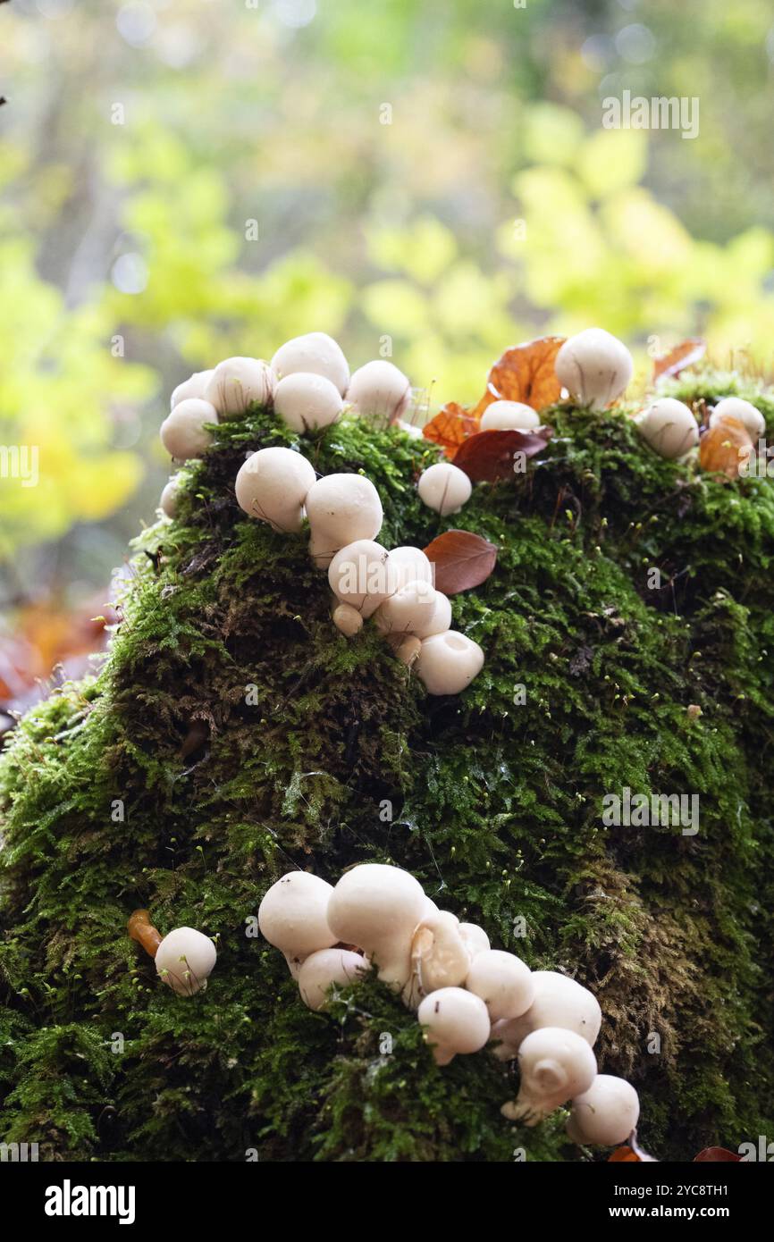 Pear russula (Apioperdon pyriforme), many fruiting bodies on tree stump ...