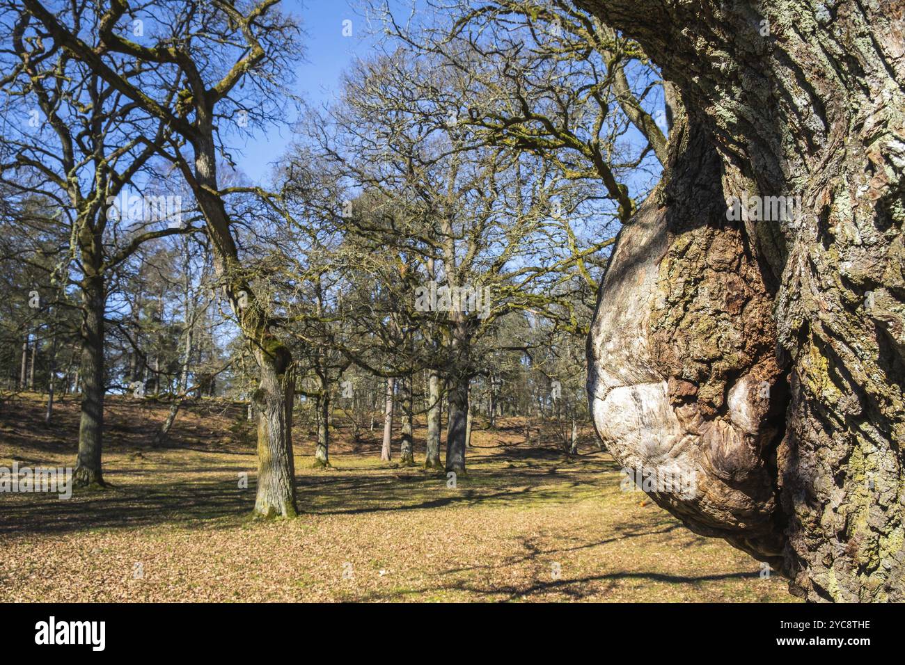 Old Oak tree with a burl in a park at spring Stock Photo - Alamy