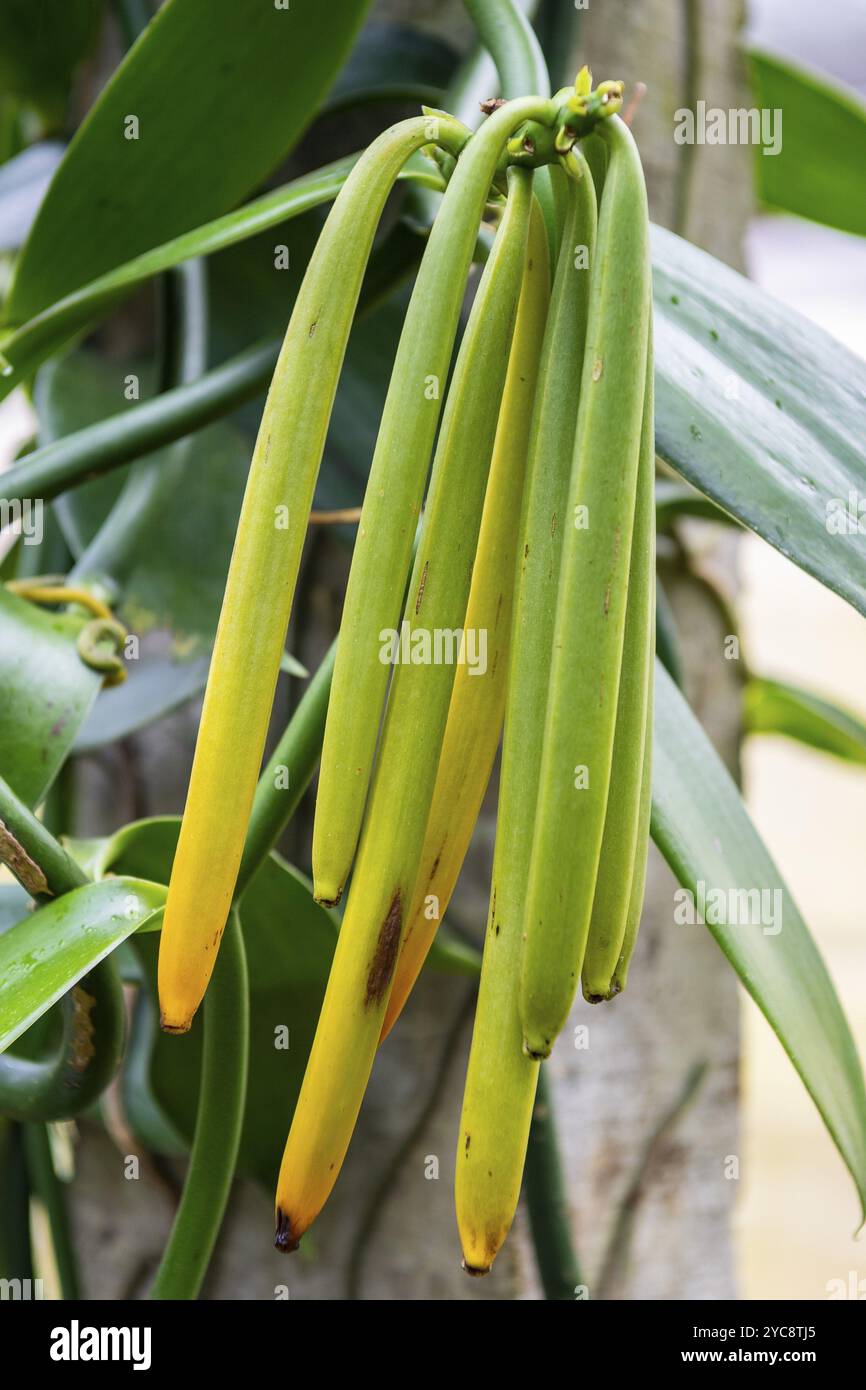 Vanilla (Vanilla), Indian Ocean, Island, Mauritius, Africa Stock Photo ...