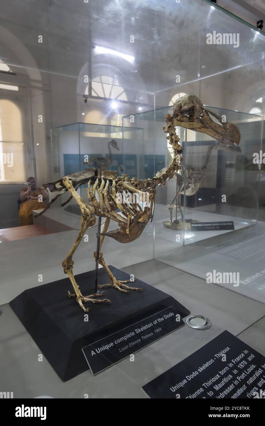 Dodo or drone, more rarely doudo or dudu (Raphus cucullatus), skeleton ...