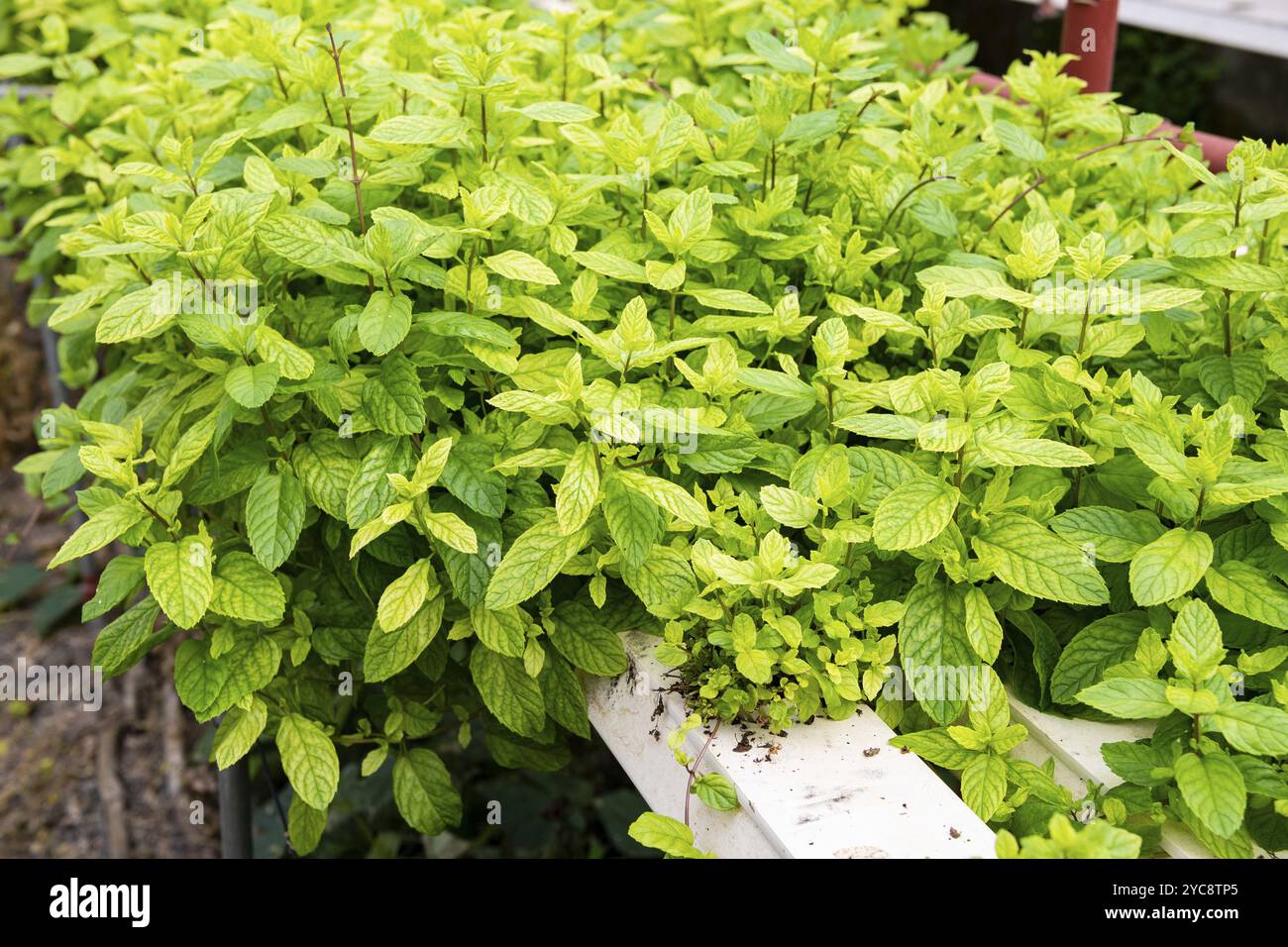 Mint in aquaculture, Indian Ocean, island, Mauritius, Africa Stock ...