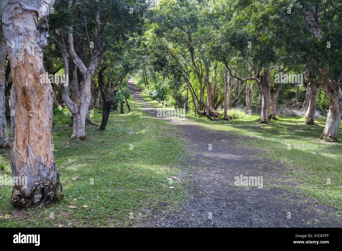 Paper Bark tree, paper bark tree (Melaleuca quinquenervia), Black River ...