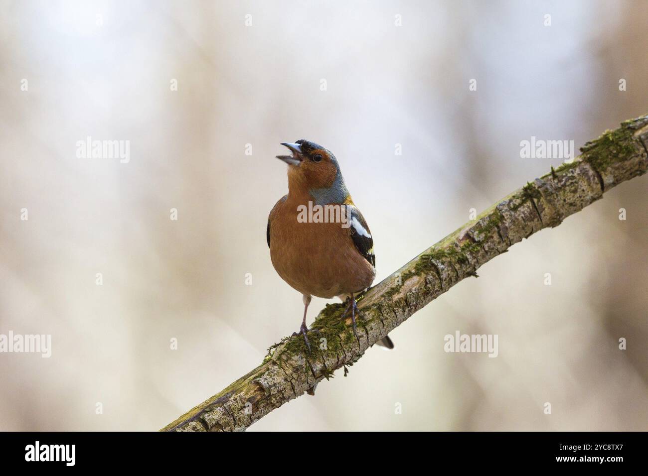 Chaffinch singing from a branch Stock Photo - Alamy