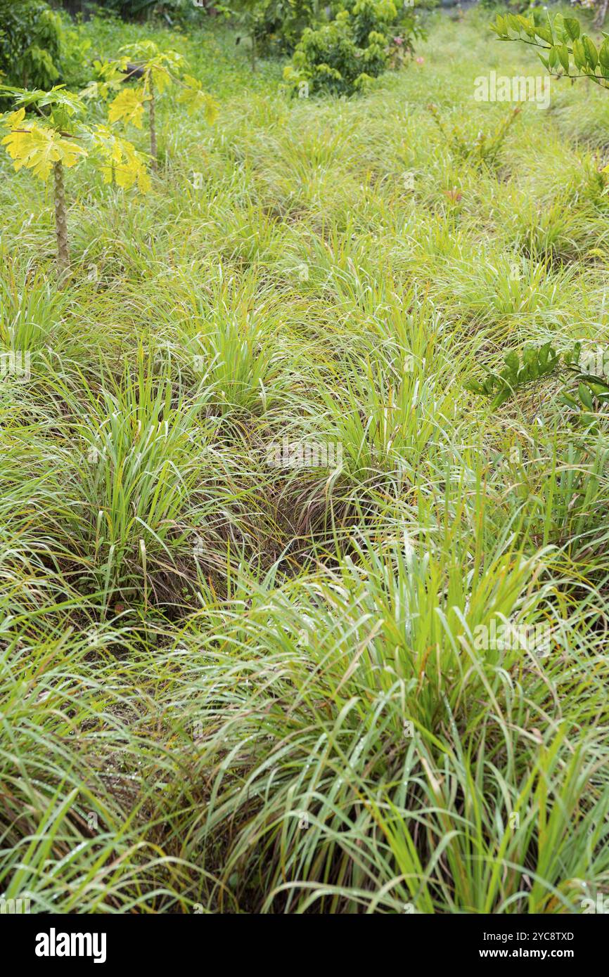 Lemon grass (Cymbopogon, citratus), Indian Ocean, island, Mauritius ...