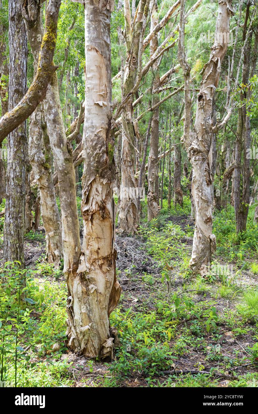 Paper Bark tree, Paper bark tree (Melaleuca quinquenervia), Black River ...