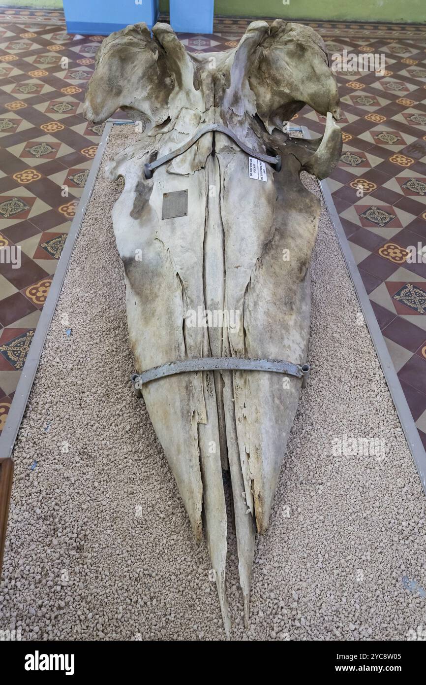 Jaw, Sperm whale (Physeter macrocephalus, syn.: Physeter catodon ...