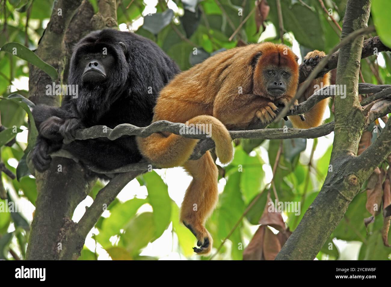 Pair male female tree hi-res stock photography and images - Alamy