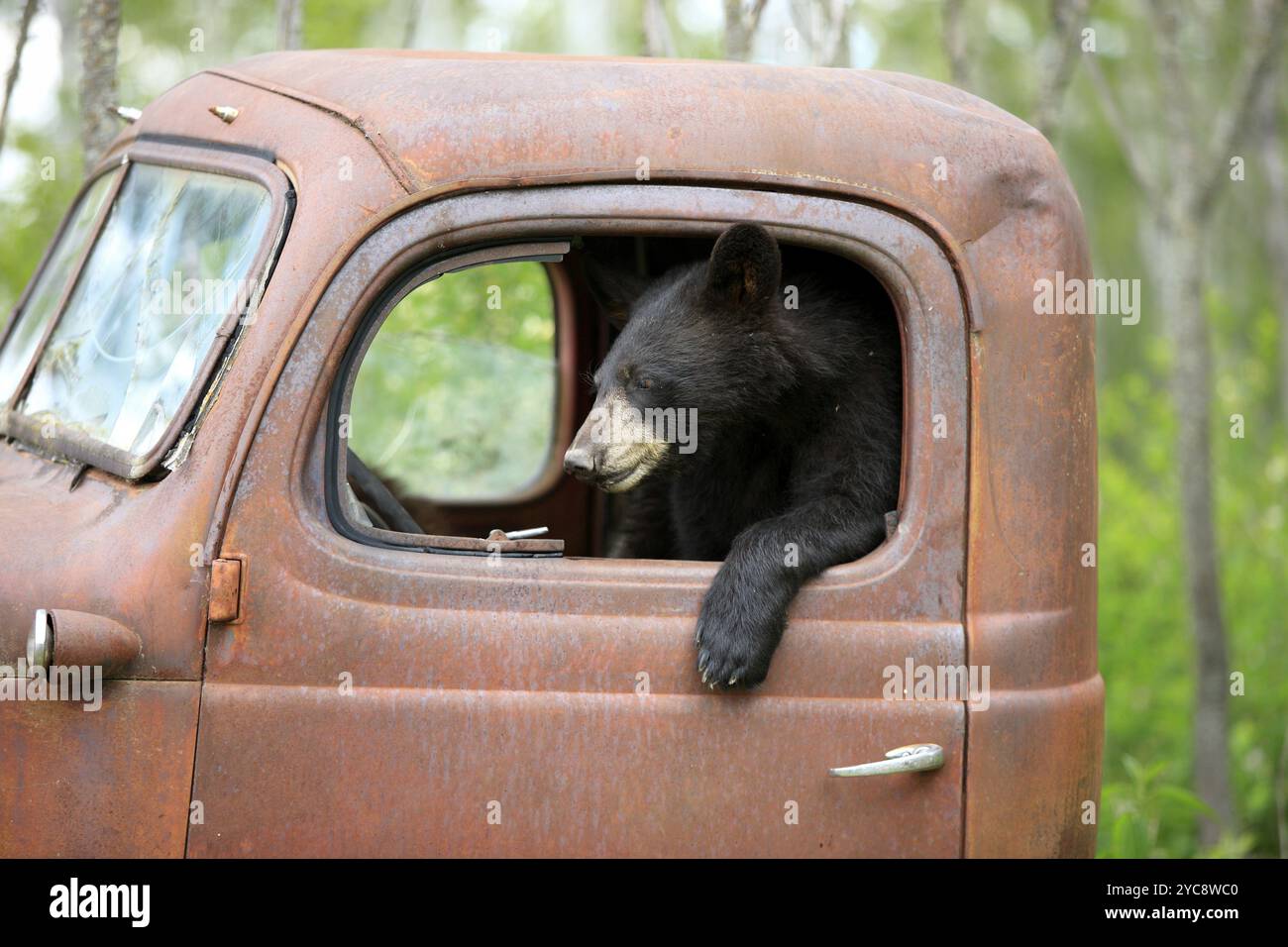 American Black Bear (Ursus americanus), baribal, young, old car, looks ...