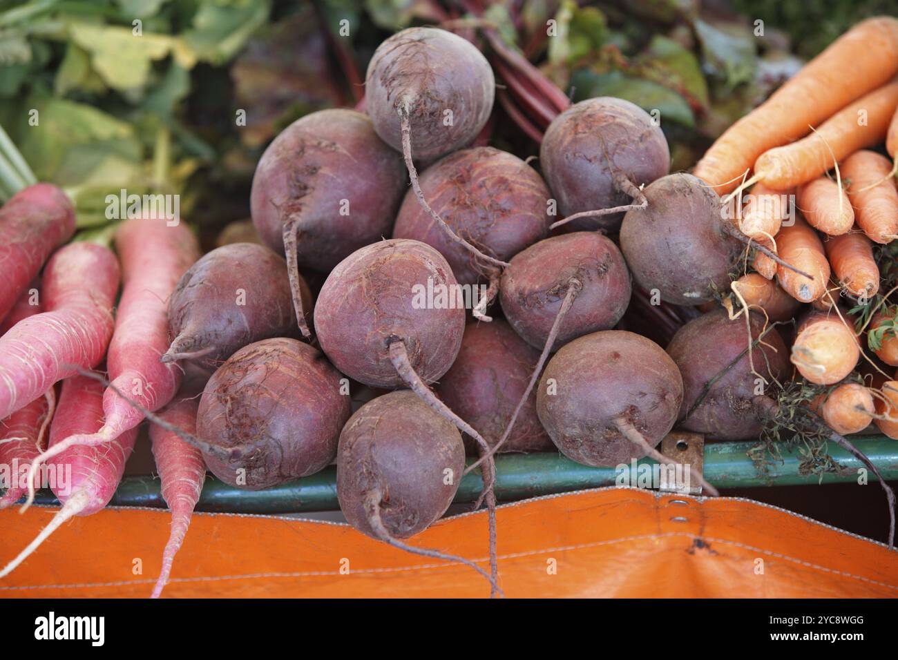 Beetroot (Beta vulgaris), beetroot, root, vegetable, Germany, Europe ...