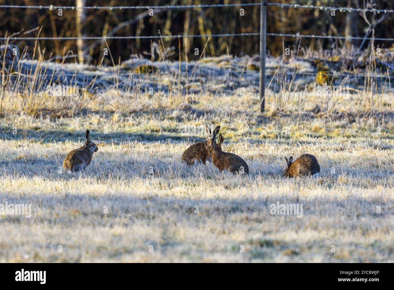 Many hares hi-res stock photography and images - Alamy