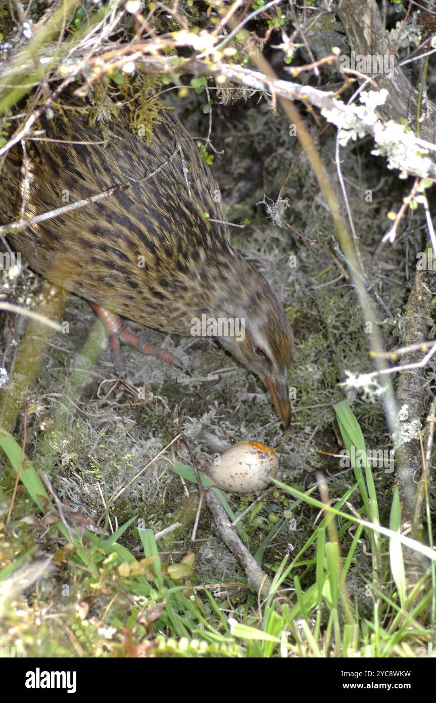 Nesting pukeko hi-res stock photography and images - Alamy