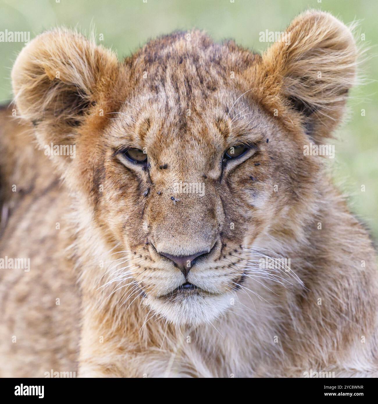 Lion cub wild hi-res stock photography and images - Alamy
