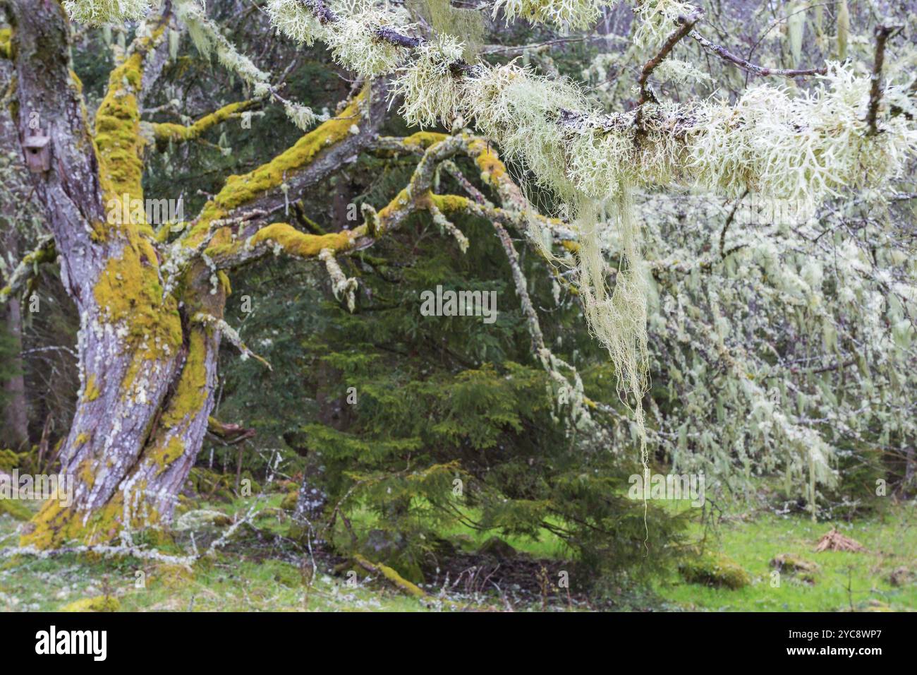 Tree moss on branches Stock Photo - Alamy