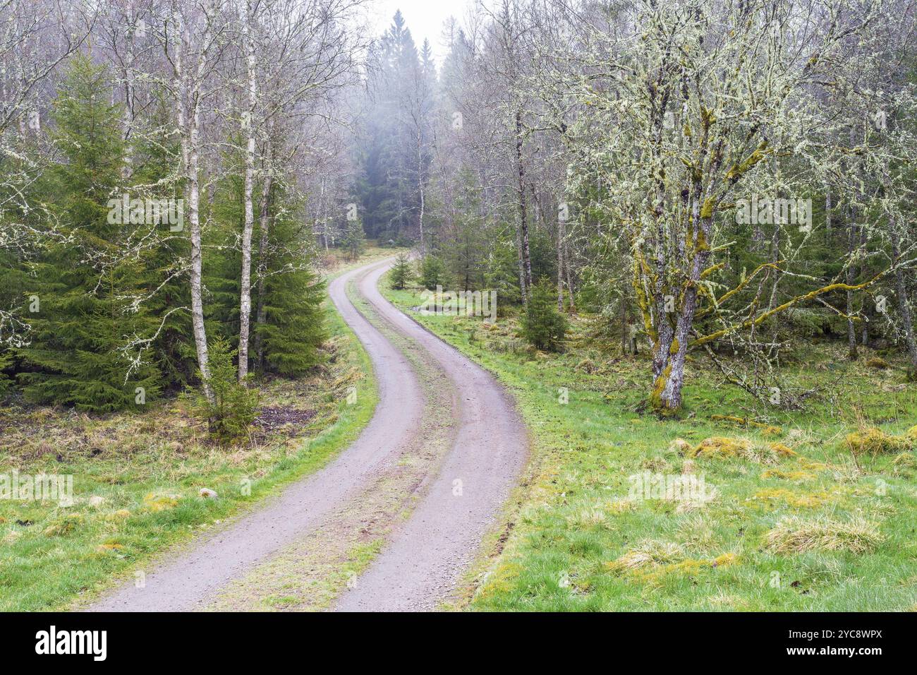 Winding dirt road through the woods Stock Photo - Alamy