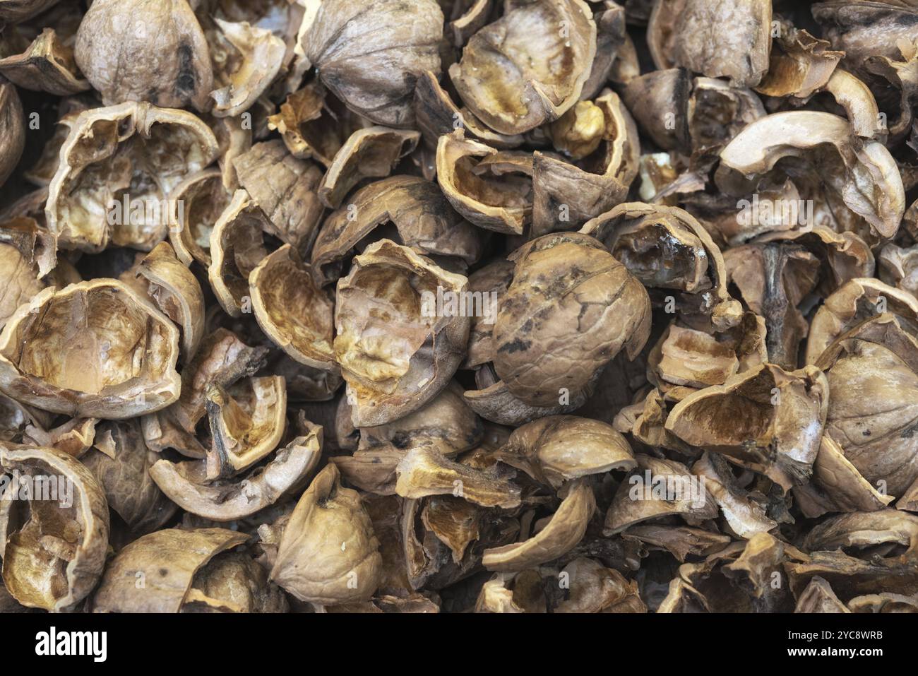 Detailed shell structures hi-res stock photography and images - Alamy