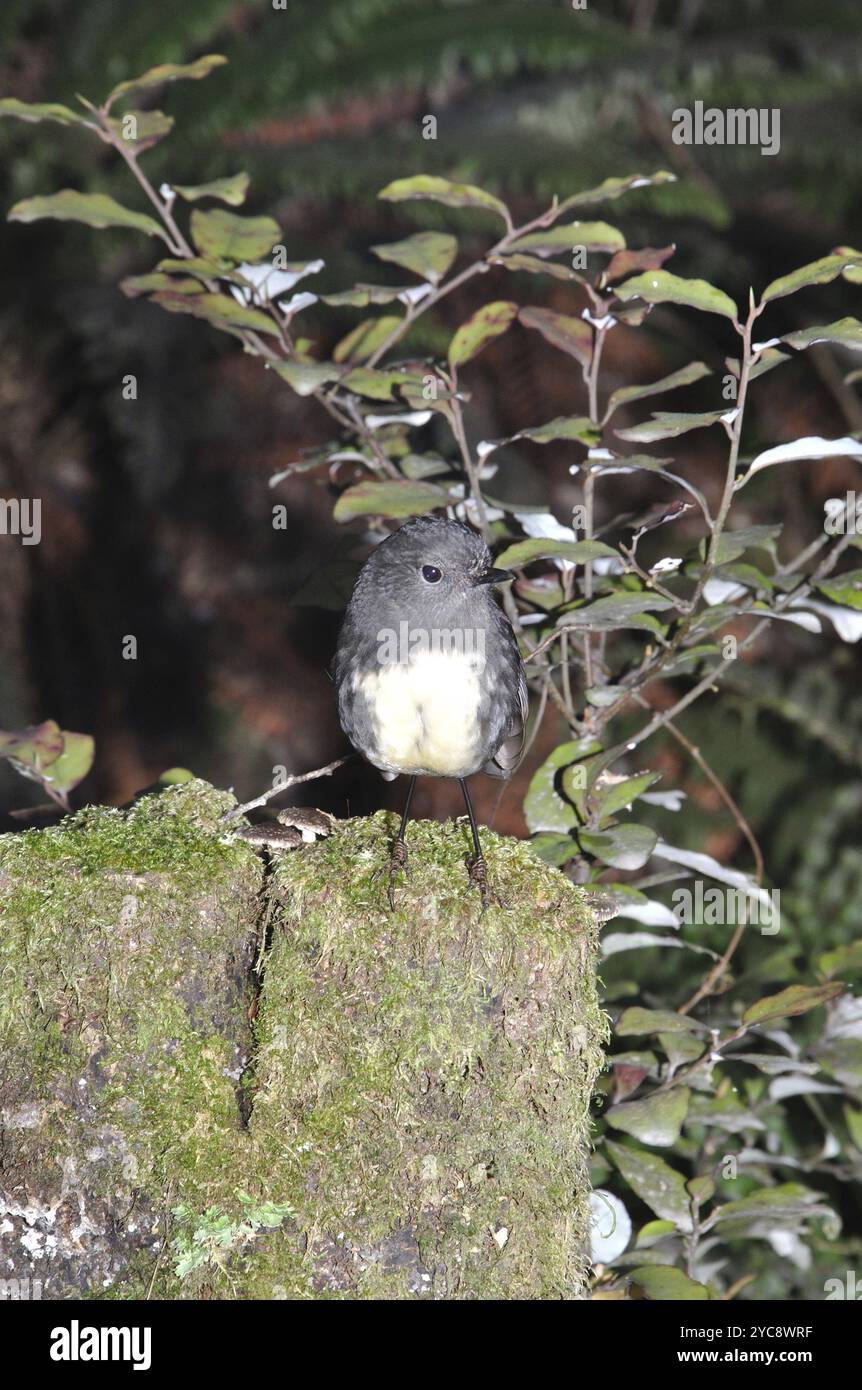 New Zealand Robin or Toutouwai (MAori), Petroica australis, West Coast ...