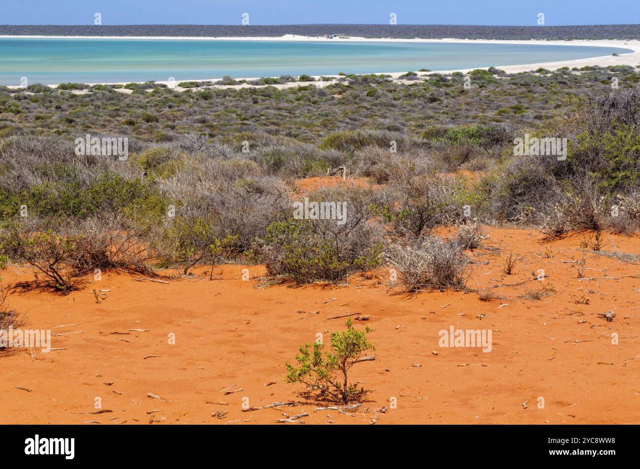 Shrubs in the red sand above Shell Beach, Denham, WA, Australia ...