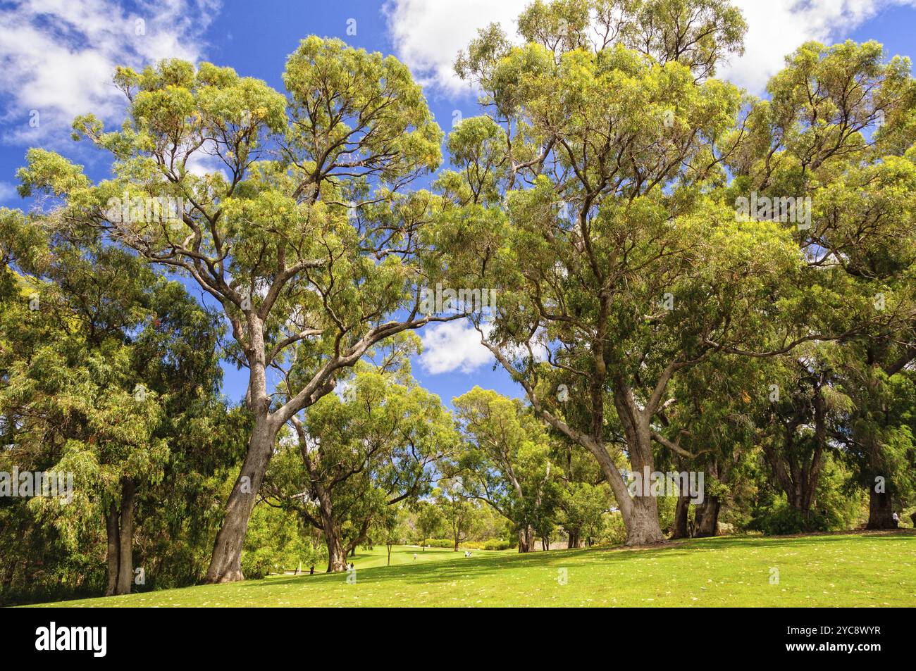 Kings Park and Botanic Garden is a beautiful mixture of grassed ...