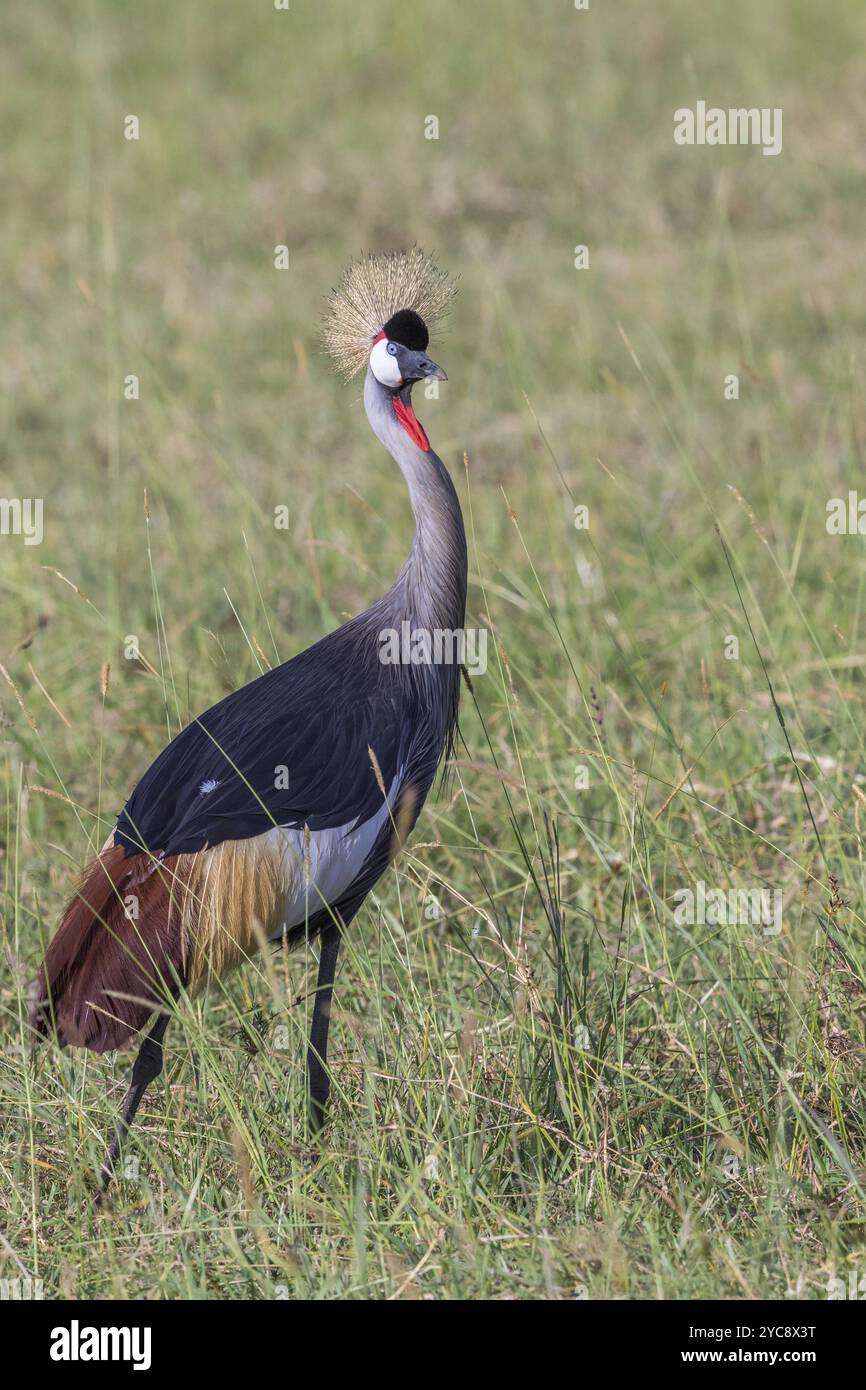 Grey Crowned Crane walking in the tall grass in Africa Stock Photo - Alamy