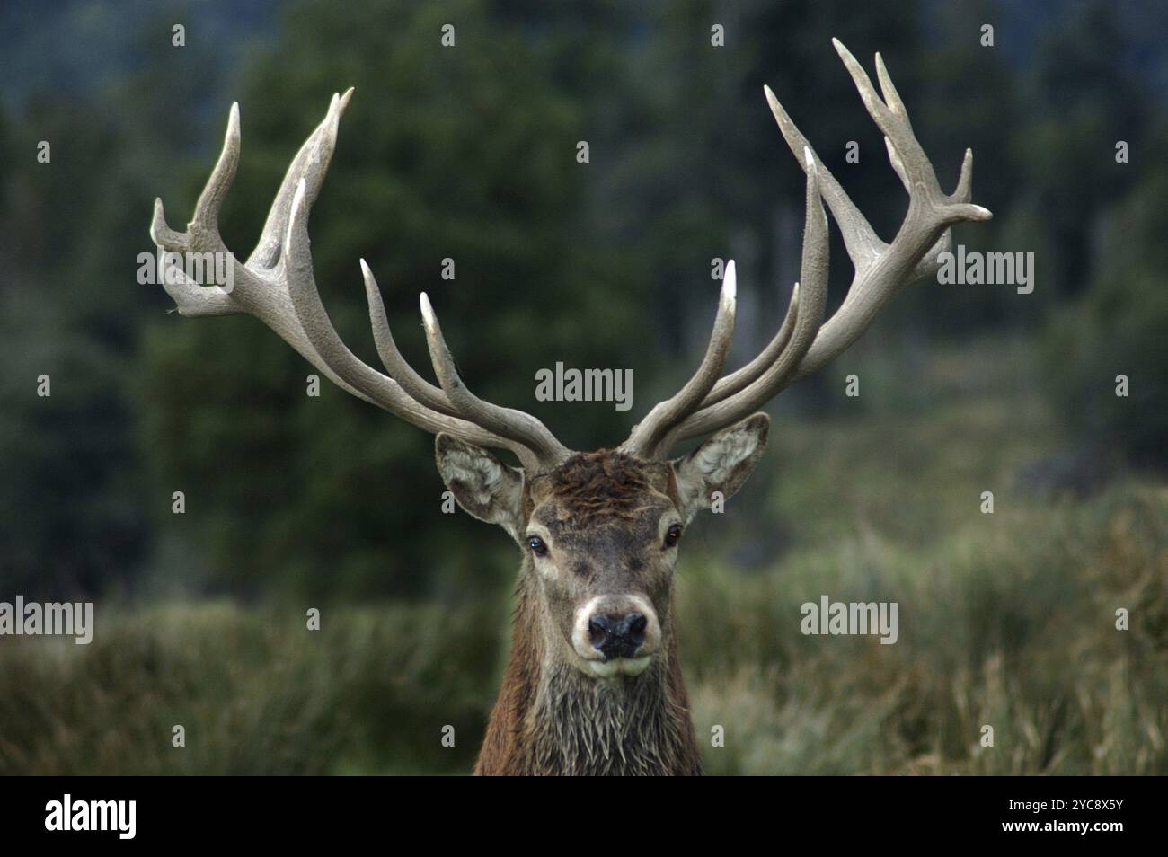 16 point red deer stag with 326 SCI antlers, West Coast, South Island ...