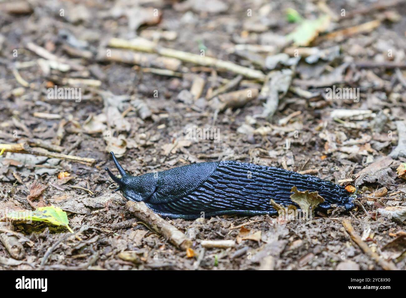 Slugs crawling hi-res stock photography and images - Alamy