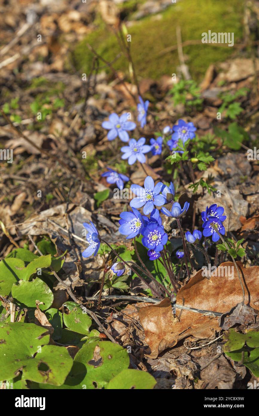 Liverleaf that bloom in early spring Stock Photo - Alamy