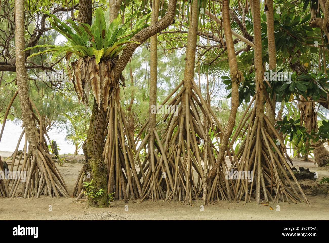 Bird's nest fern and prop roots of pandanus palms, Efate Island ...