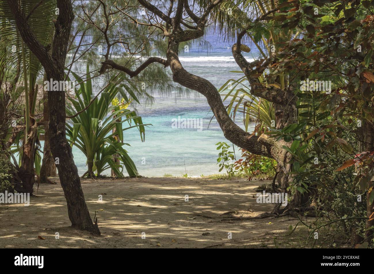 Path to the beach through lush tropical vegetation, Efate Island ...