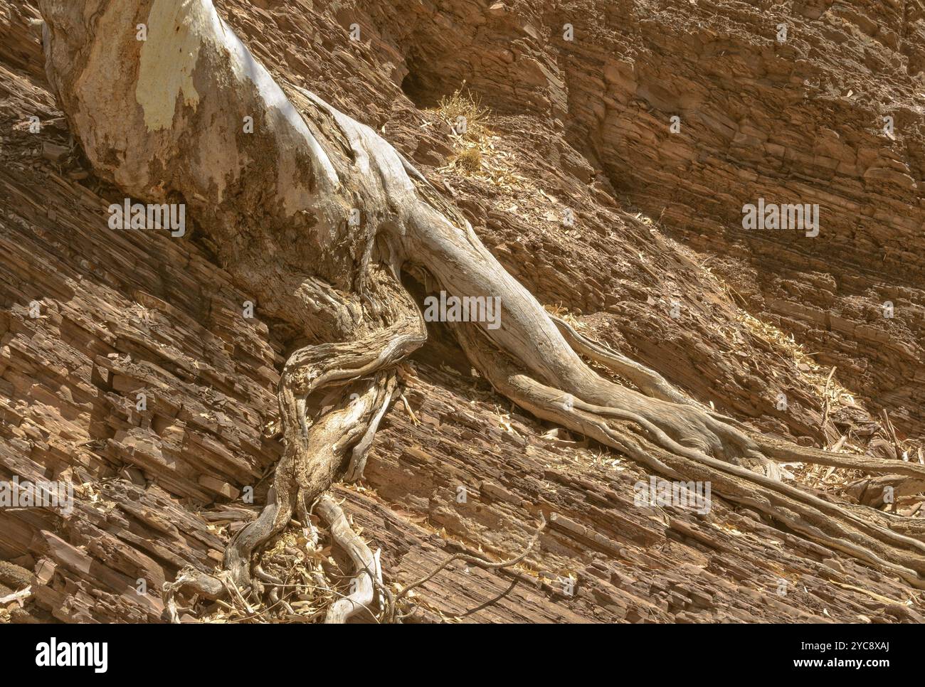 A river red gum in Brachina Gorge hangs on the ancient rocks by its ...