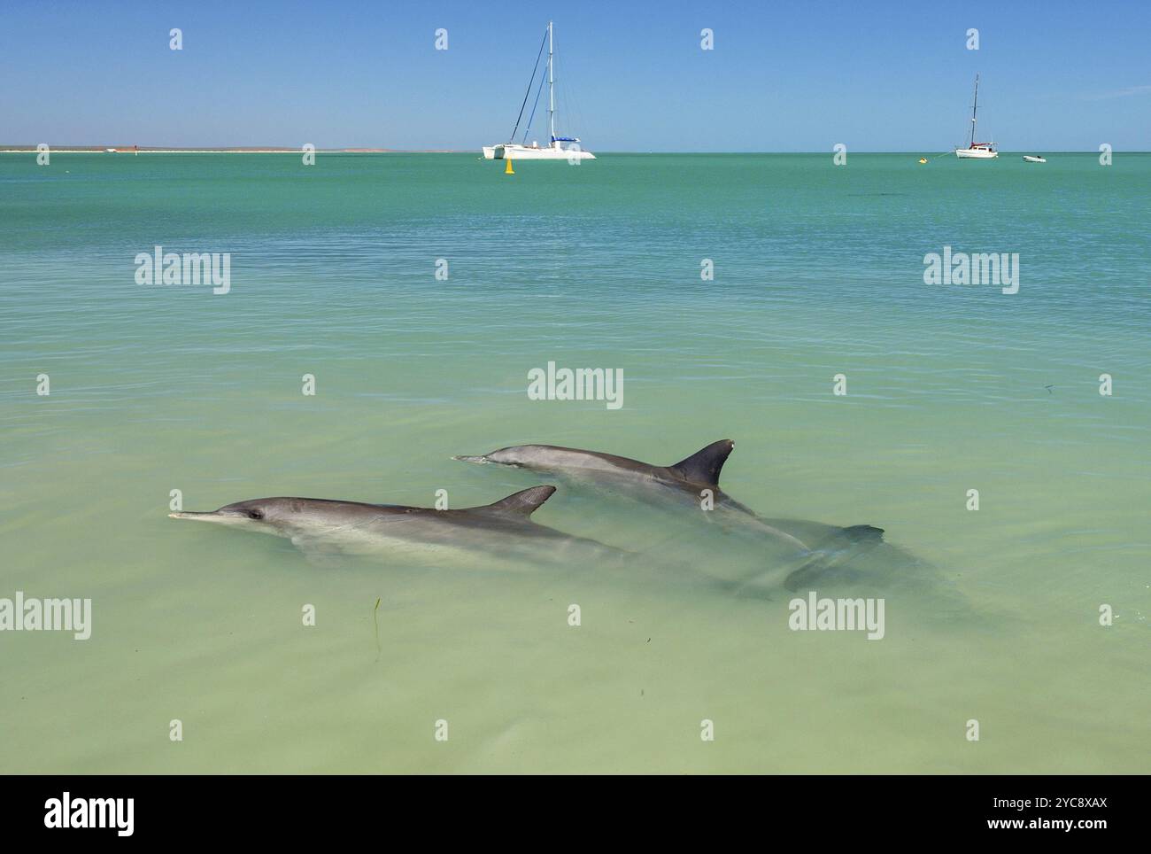Dolphins in the shallow water of the beach, Monkey Mia, WA, Australia ...