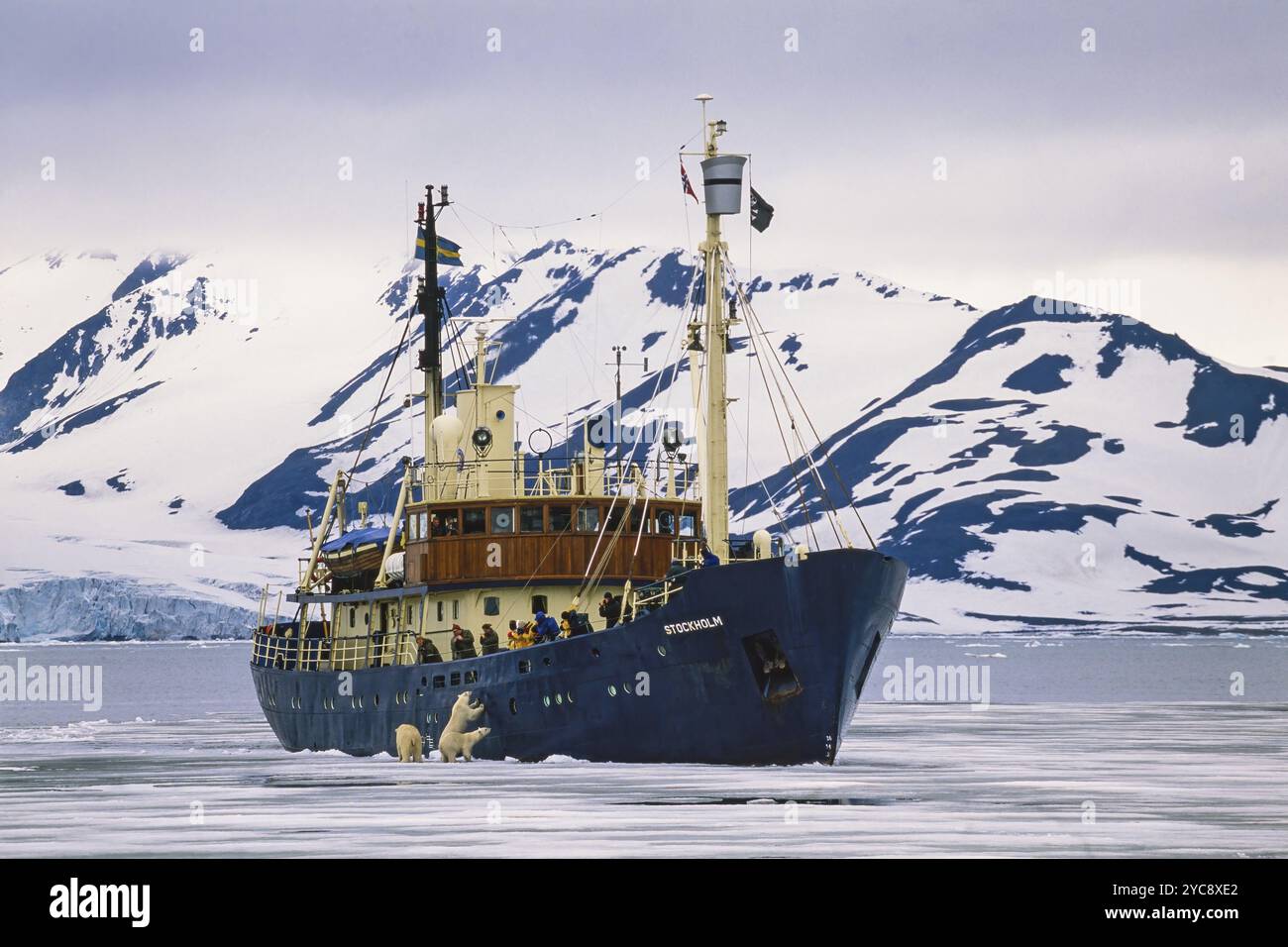 Ecotourism in the Arctic with Polar Bears by a ship in the ice Stock ...