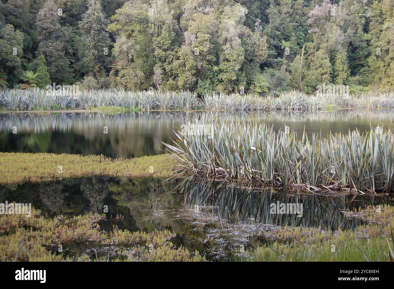 Flax plant and its reflection in Lake Matheson of the South Westland on ...